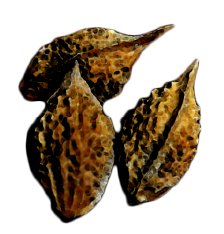 Maple Grove Permaculture