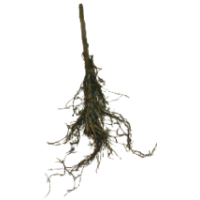 Maple Grove Permaculture