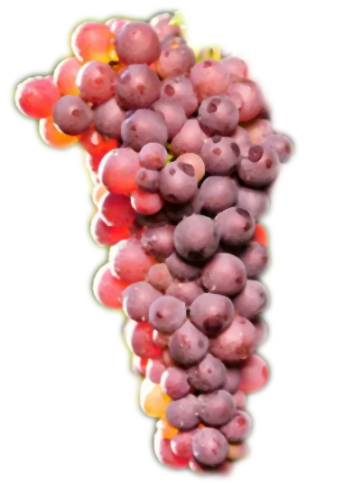 Maple Grove Permaculture