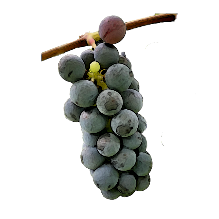 Maple Grove Permaculture