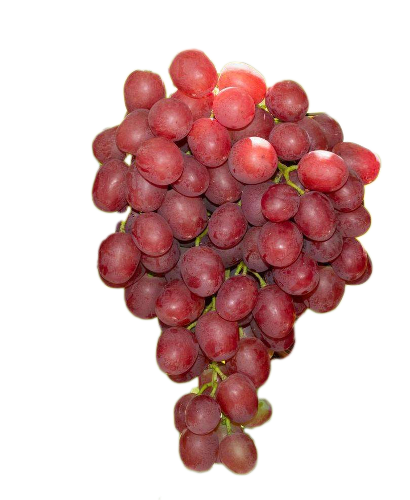 Maple Grove Permaculture